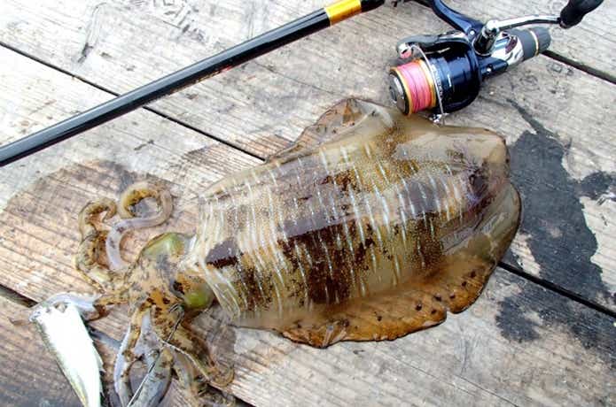 新着記事一覧（790ページ目）| TSURI HACK[釣りハック]