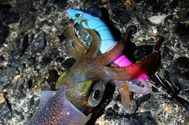 2020年3月版｜楽天市場ソルトルアー＆エギランキングTOP5！ | TSURI HACK[釣りハック]