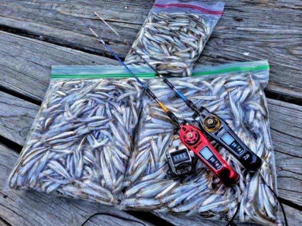 「クリスティアワカサギ」総まとめ！穂先とリール全モデルを解説 | 【TSURI HACK】日本最大級の釣りマガジン - 釣りハック