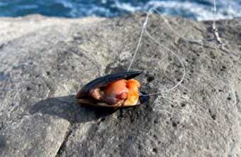 業務スーパーで買った〇〇を投げたら爆釣した件 | TSURI HACK[釣りハック]