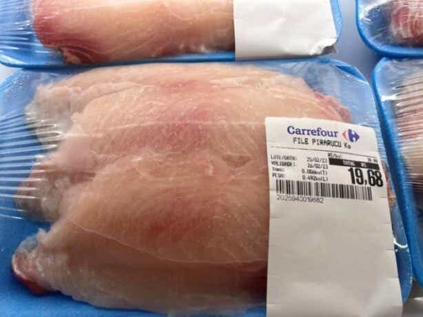 アマゾン川に棲む“マジで美味な魚”Top5 | TSURI HACK[釣りハック]