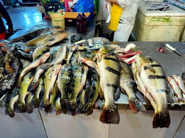 アマゾン川に棲む“マジで美味な魚”Top5 | TSURI HACK[釣りハック]