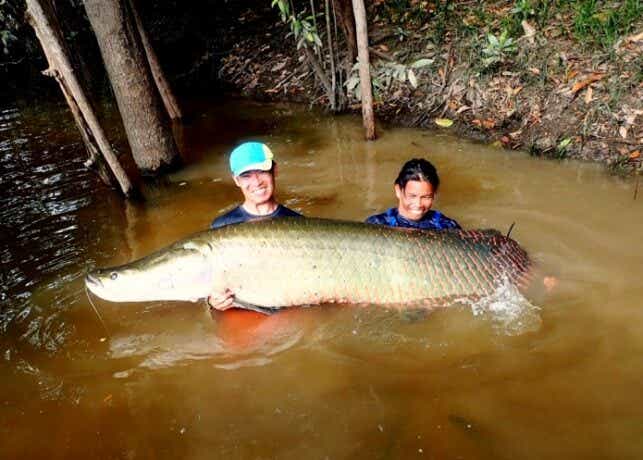 アマゾン川に棲む“マジで美味な魚”Top5 | TSURI HACK[釣りハック]