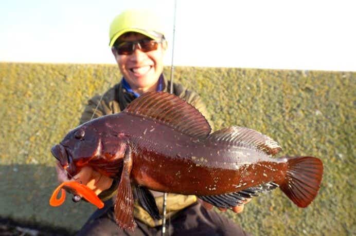 ロックフィッシュ釣り超入門！釣り方・タックルを徹底解説 | TSURI HACK[釣りハック]