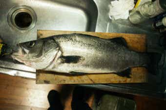 【美味すぎ注意】ヒラスズキの料理おすすめ5選 | TSURI HACK[釣りハック]