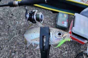 【100均】セリアの8面体ジョイント型ワームをインプレ！爆安なのに釣れる理由とは | TSURI HACK[釣りハック]