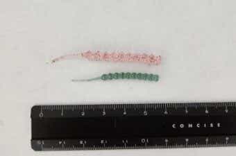 【100均】セリアの8面体ジョイント型ワームをインプレ！爆安なのに釣れる理由とは | TSURI HACK[釣りハック]