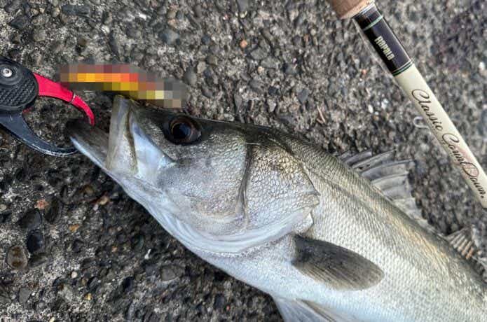 “ただ巻きで釣れる”シーバス神ルアー厳選ガイド | TSURI HACK[釣りハック]